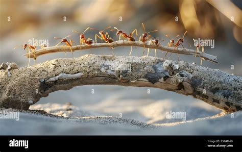 This Captivating Image Showcases A Detailed Scene Of A Colony Of Ants