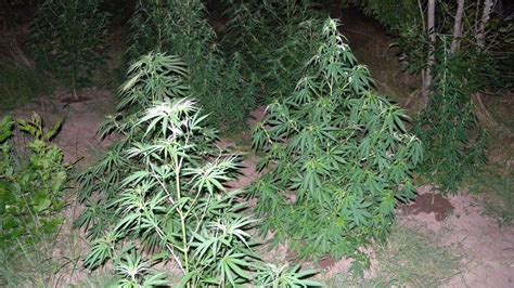 Откриха дворно място с канабис в шуменско село Новини бг