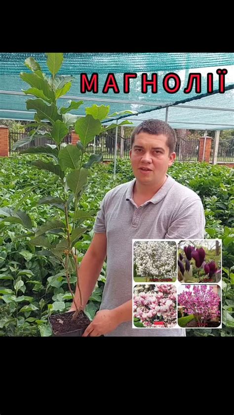 💙💛МАГНОЛІЇ🌺🇺🇦КВІТИ🇺🇦🌺УКРАЇНА🇺🇦💙💛 Лаванда💥 ️ Один з найпопулярніших сортів лаванди Це досить