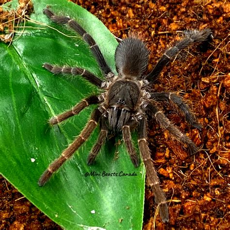 Tarantulas