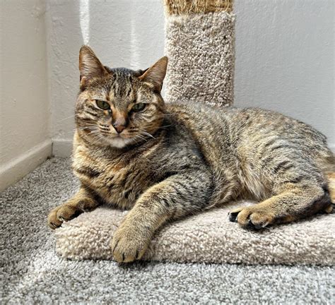 Brown American Shorthair