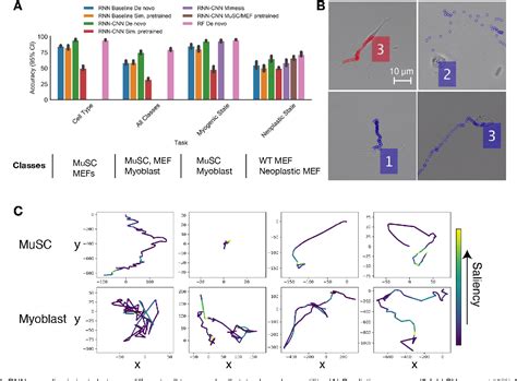 Figure 4 From Deep Convolutional And Recurrent Neural Networks For Cell Motility Discrimination