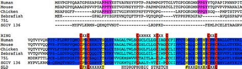 Fv3 75l Shows Sequence Similarity To The C Terminus Of Cellular Litaf
