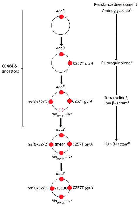 stepwise sequential evolution of multidrug resistance in campylobacter