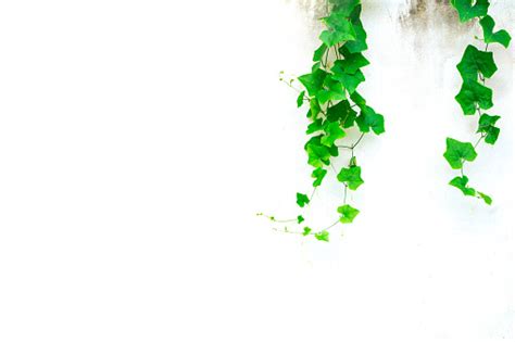 회색 콘크리트 벽에 담 쟁이 박 텍스트에 대 한 공간을 가진 포도 나무 녹색 자연 배경 격자 구조물에 대한 스톡 사진 및 기타 이미지 격자 구조물 녹색 덩굴 Istock