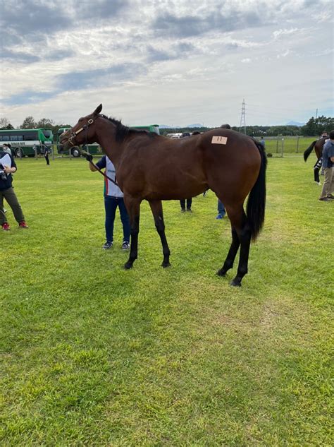 キャロット 結果発表！ 愛馬一歩 競馬x一口馬主x野球x巨人x旅行xグルメxプロレスxラグビーxプロスピ