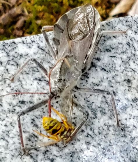 Saw This Wheel Bug Assassin Bug With Its Yellow Jacket For A Meal