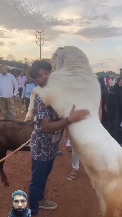 মানুষ বুঝে না পশুর ভালো বাসা Foryou কোরবানীর গরু Love Goatlove Goatfeed Goat Goatlife