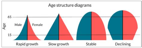 Age Structure Diagrams Explained Age Structure Diagrams By W