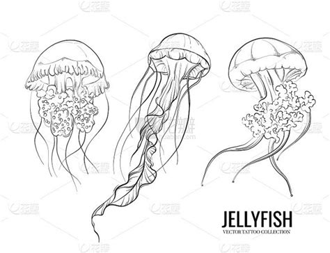 水母素描手绘涂鸦海洋素描水下水母插画水母线画动物素描纹身素描海洋集