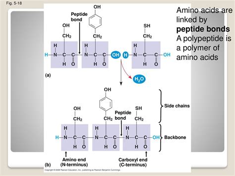 Chapter 5 The Structure And Function Of Large Biological Molecules