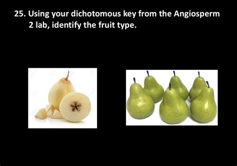 Dichotomous Key Examples For Fruit