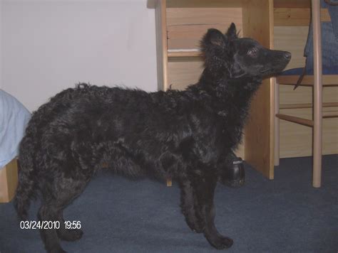 Mudi Litter D Born 1112009 Bestmudi Kennel And Dog Training