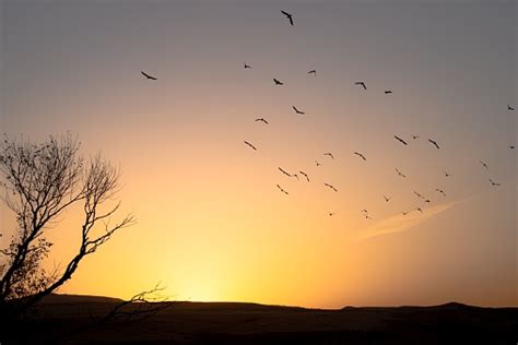 나무와 들판의 실루엣 위로 일몰 하늘을 날아 다니는 새들 나무에 대한 스톡 사진 및 기타 이미지 나무 나뭇가지 날기 Istock