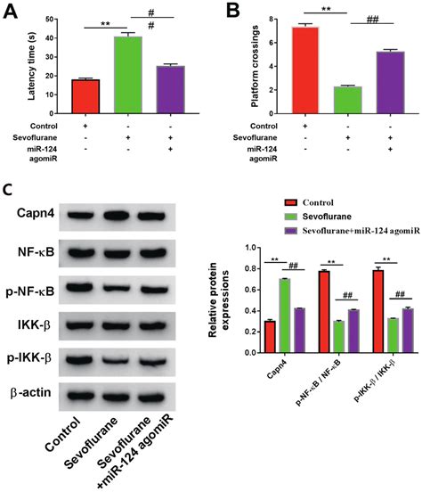 Mir 124 Improved Spatial Cognition In Rats Treated With Sevoflurane