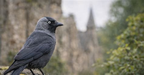 Bird Of The Day Jackdaw