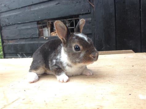 Bunnies For Sale Beautiful Mini Rex