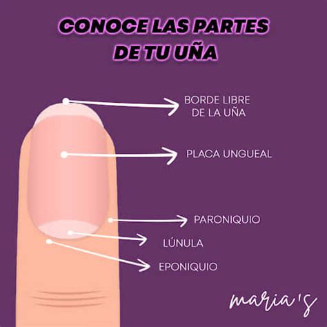 Anatomía De La Uña Maria´s
