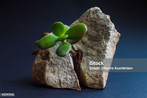 거친 돌 작은 녹색 즙이 많은 식물을 가진 두 부분으로 분할합니다 검은색에 가까운 다크 블루입니다 체력 힘 희망 성취 치료 건강 관리의 동기 부여 개념 0명에 대한 스톡