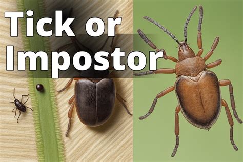 Spotting Tick Like Insects Risks Traits And Pest Control Measures
