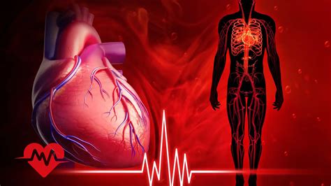 فیزیولوژی قلب عملکرد، ساختار و نقش سیستم گردش خون در بدن دکتر عارف فاتحی