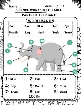 Body Parts Of An Elephant Interactive Worksheets With Coloring And