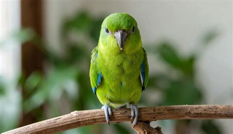 Pacific Parrotlet Tiny Bird Big Personality And Complete Care Guide