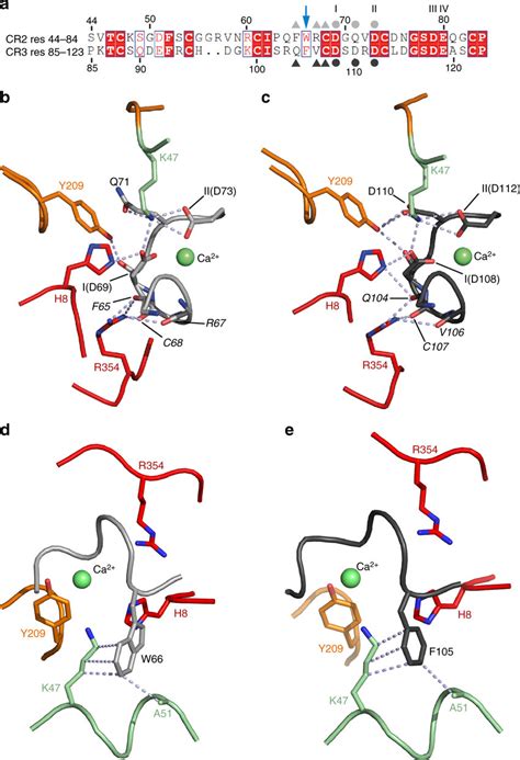 Molecular Basis Of Gcr Interaction A Sequence Alignment Of Ldl R Cr2