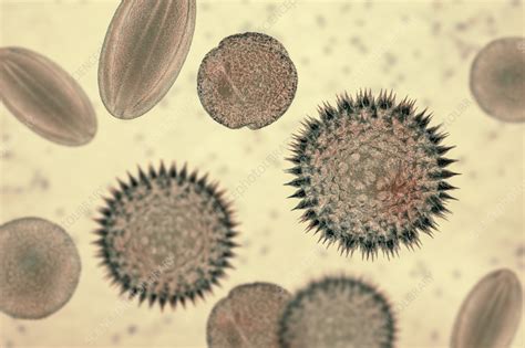 Pollen Grains Illustration Stock Image F0354117 Science Photo Library