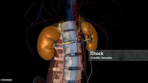 The Renal Plexus Is A Complex Network Of Nerves Formed By Filaments