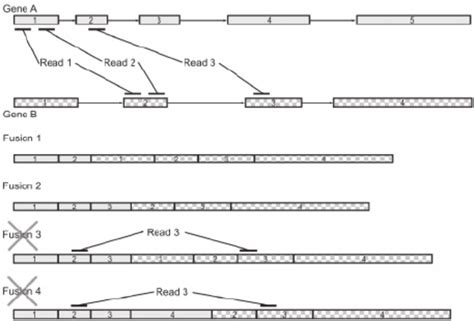 To Nominate Potential Fusion Transcripts We Build A Graph From The
