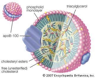 Hdl Vs Ldl Structure