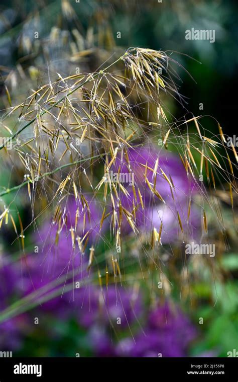 Stipa Gigantea Giant Feather Grass Seedhead Seeds Grass Grasses