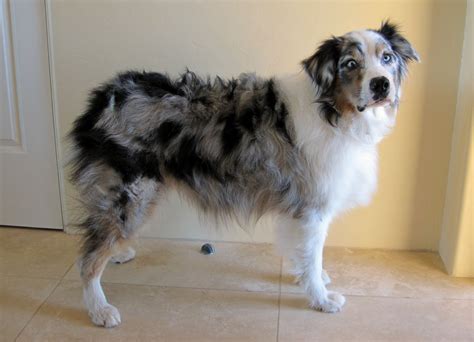 Australian Shepherd With Uveodermatological Syndrome