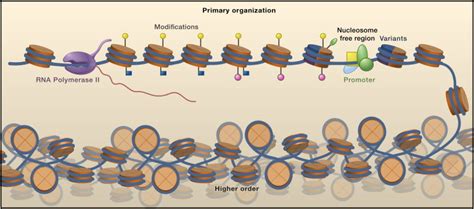 Nucleosome Beads On A String