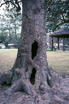 Tree Defects Tree Smart Inc