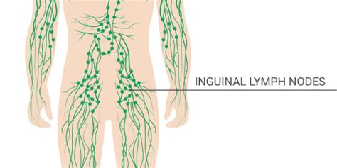 Inguinal Nodes Inguinal Lymph Nodes Lymph Nodes Human Stock