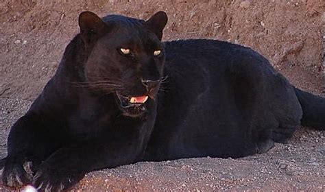 Melanismo Em Felinos Wikipédia A Enciclopédia Livre