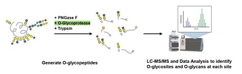 Protein Peptide Modification Neb