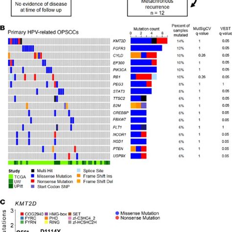 Mutational Landscape Of Primary Hpv Related Opsccs N 51 A