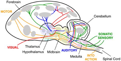 Comparative Mammalian Brain Collections Brain Circuitry