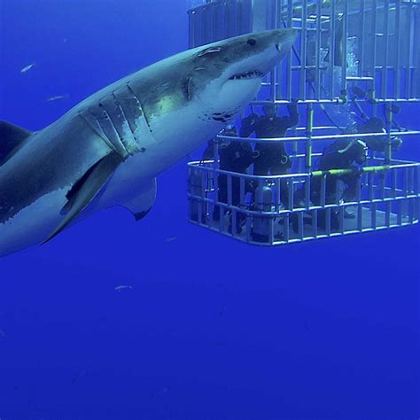 Great White Shark Diving Holidays Dive Worldwide