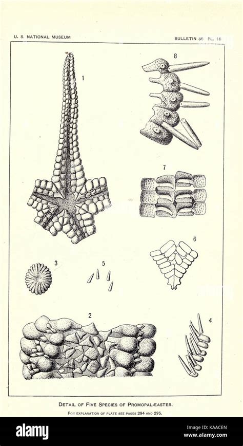 A Scientific Work On The Revision Of Paleozoic Stelleroidea A Class