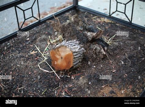Tree Bark And Root Texture And Moss Stock Photo Alamy
