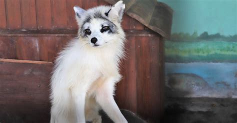 Marble Fox Animal Facts Vulpes Vulpes A Z Animals