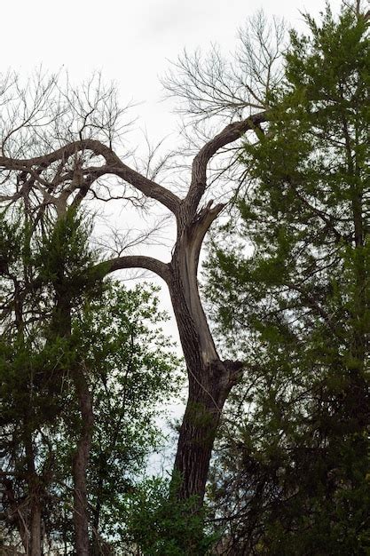 Premium Photo Autumn Without Leaves Brown Green Leafless Tree Ancient Tree Darkness Horror
