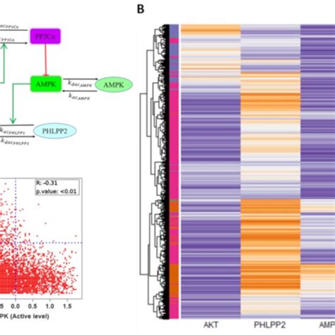 Ampk Akt Feedback Loop Regulatory Network Between Ampk And Akt Green