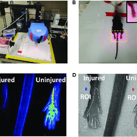 Tissue Harvesting From Thigh Muscles For Single Cell Dissociation A Download Scientific