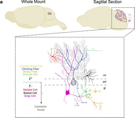 Schematic Of The Canonical Cerebellar Cortical Circuit A Cartoon Download Scientific Diagram