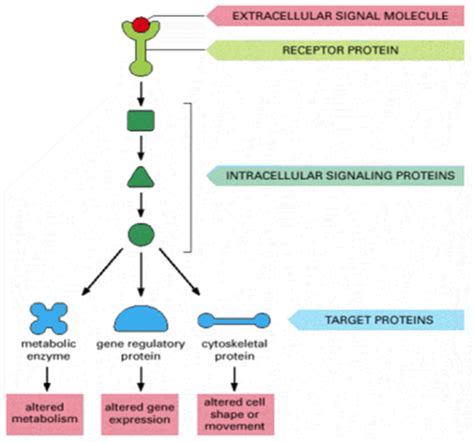 Hormones And Cell Signalling Flashcards Quizlet